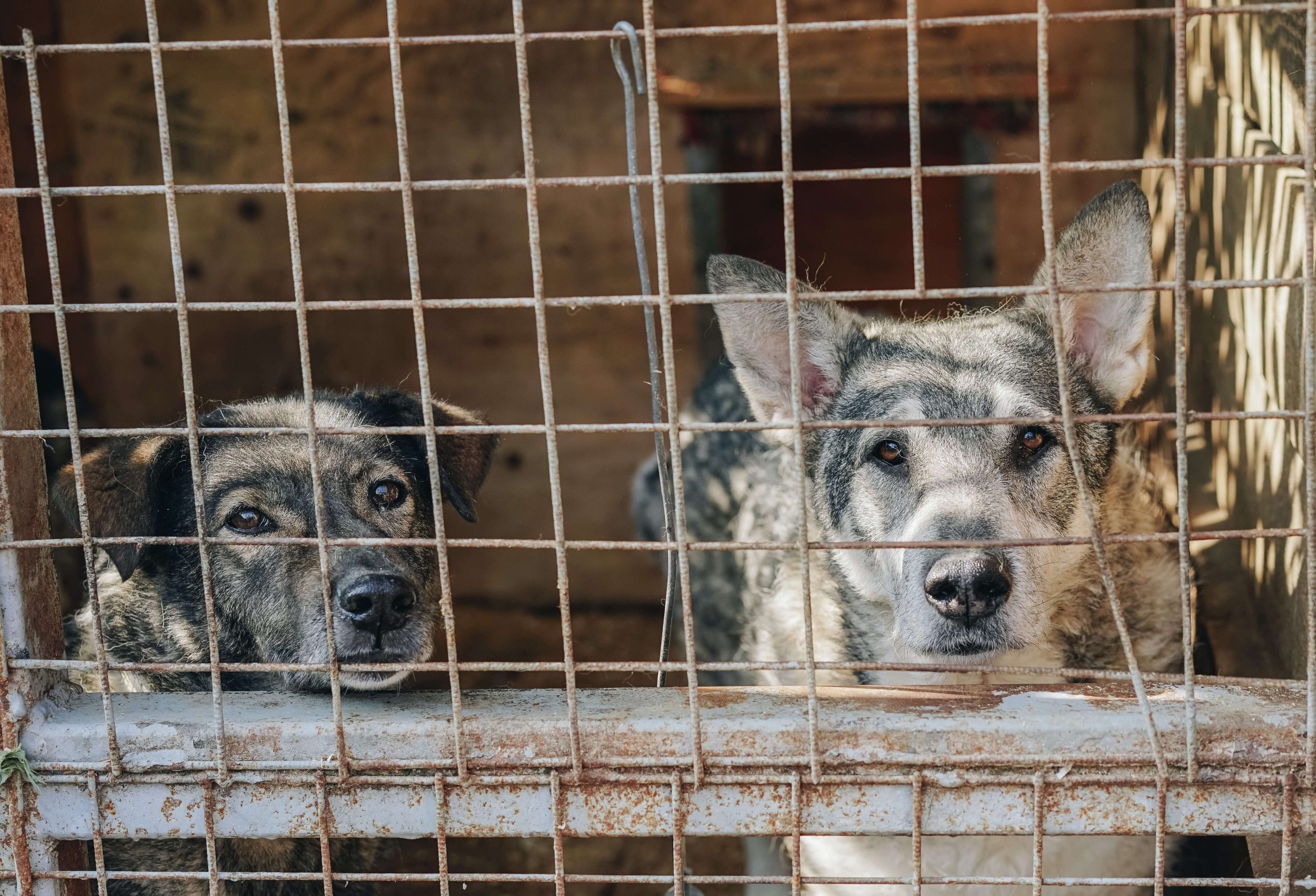 Adoptable Pets at Placer SPCA